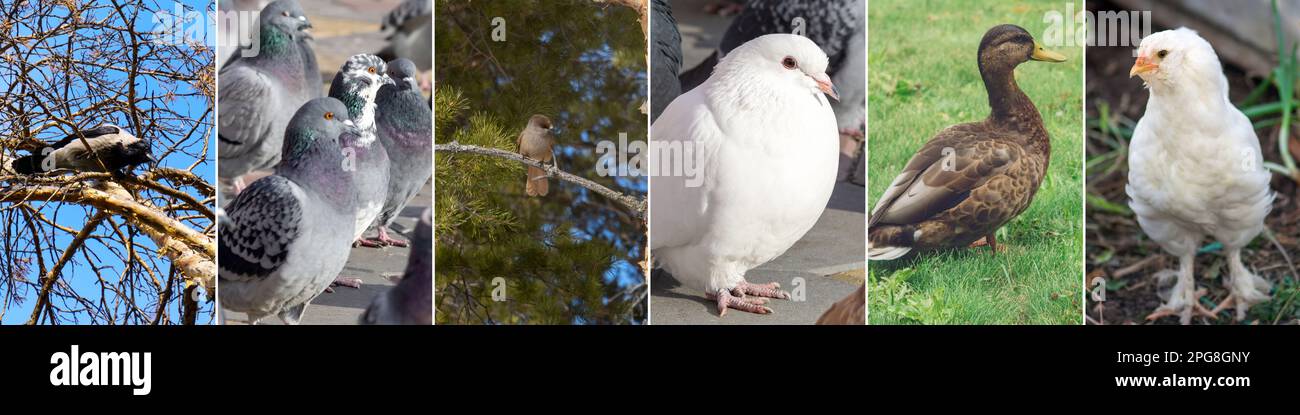 Bird Collage Posters. nformation about birds. Poster. Horizontal format ...