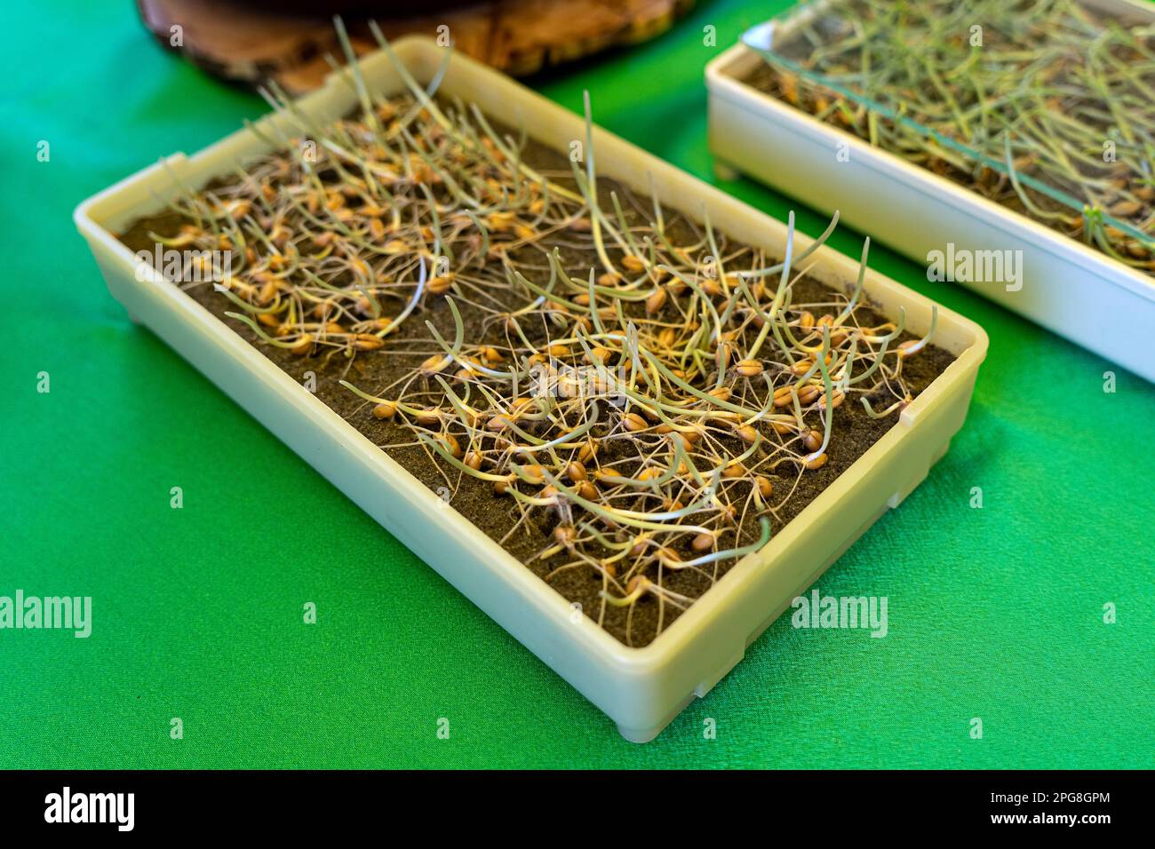 Growing sprouts from grain close-up. Background of young shoots. wheat ...
