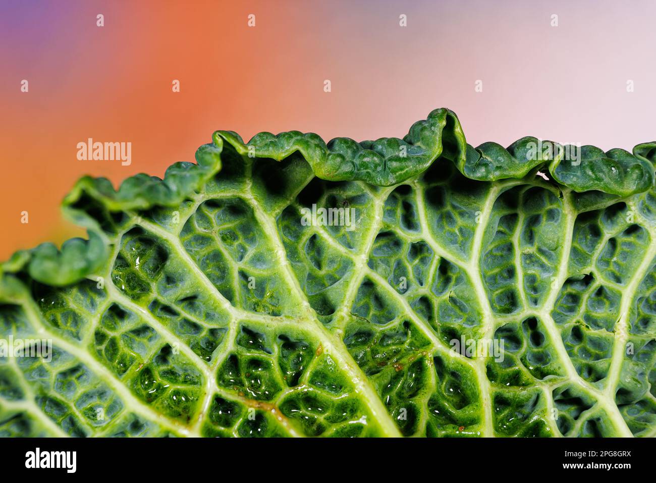 Macro photography of a savoy cabbage Stock Photo - Alamy