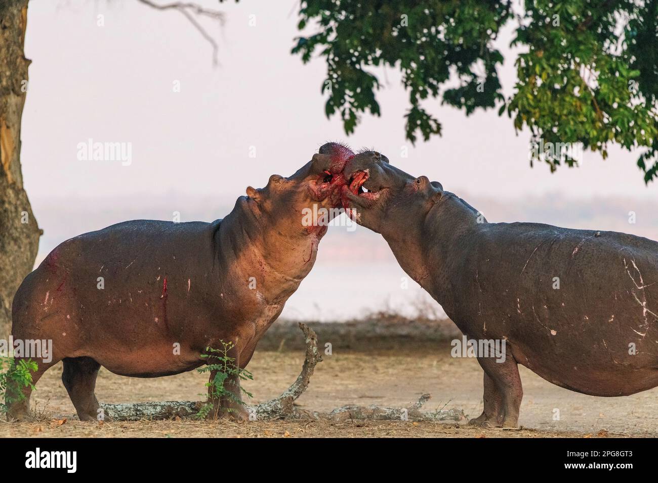 Hippopotamus amphibius blood hi-res stock photography and images - Alamy