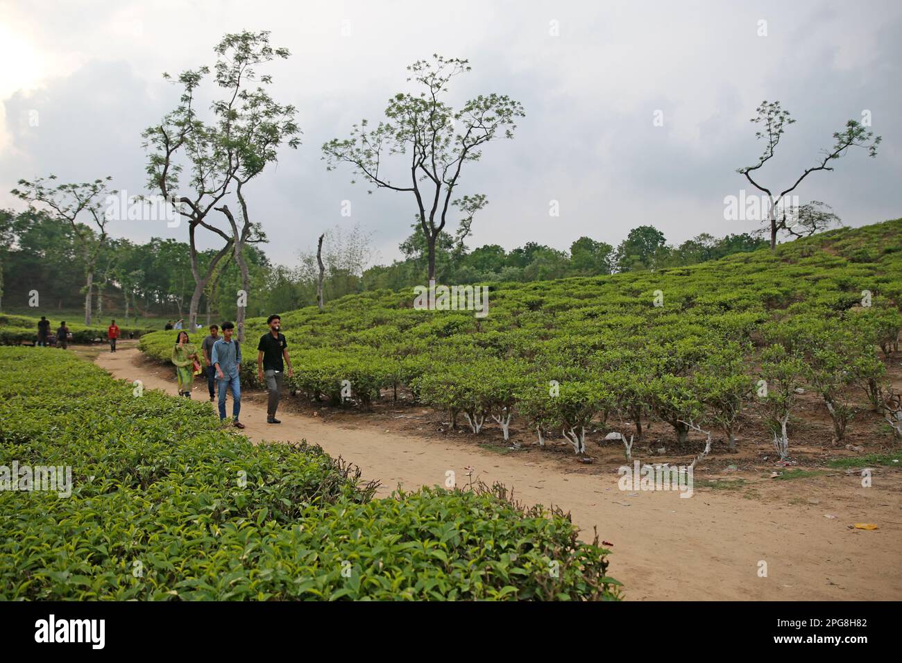 Malnicherra Tea Estate (also known as Malnichhera Tea Garden) is a tea ...