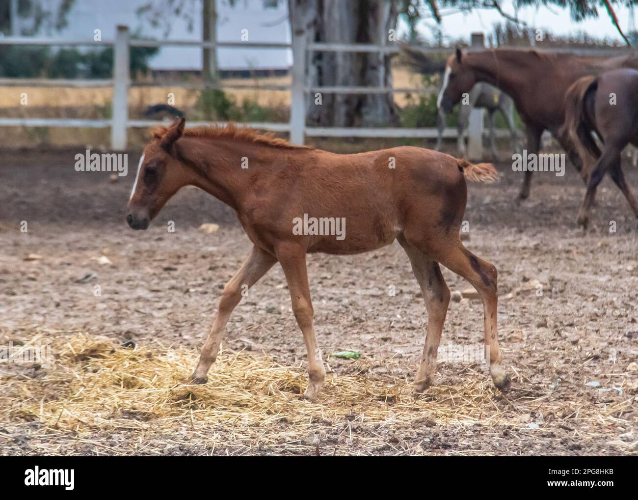 Raising foals hi-res stock photography and images - Alamy