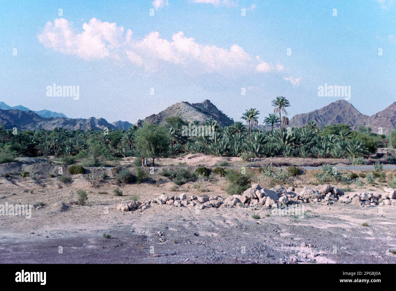 Fujairah UAE 1976 – Date plantation on the road to Fujairah on the Gulf ...
