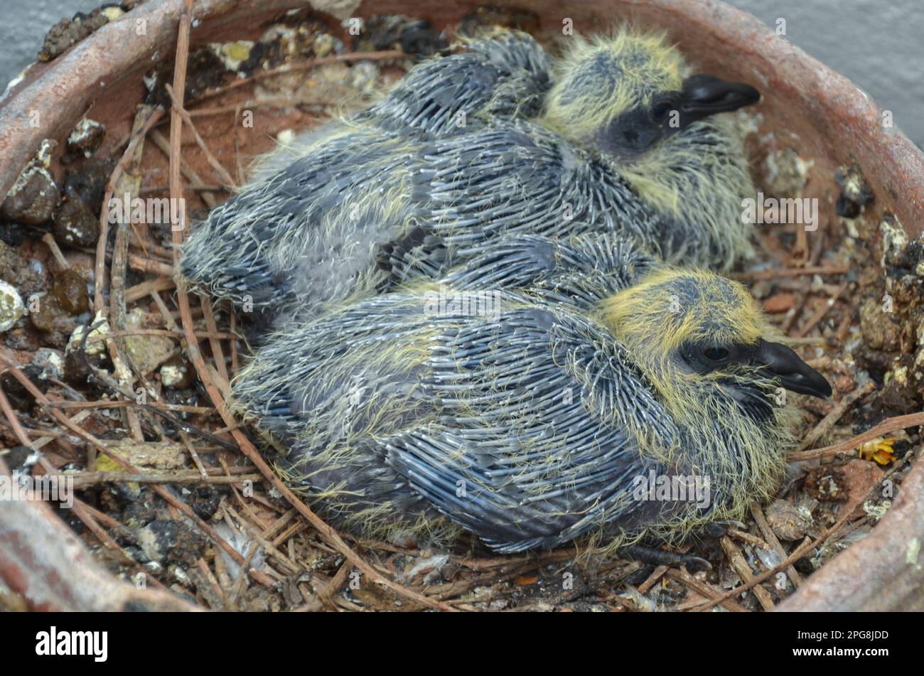 Newly hatched Baby Pigion (Squabs Stock Photo - Alamy