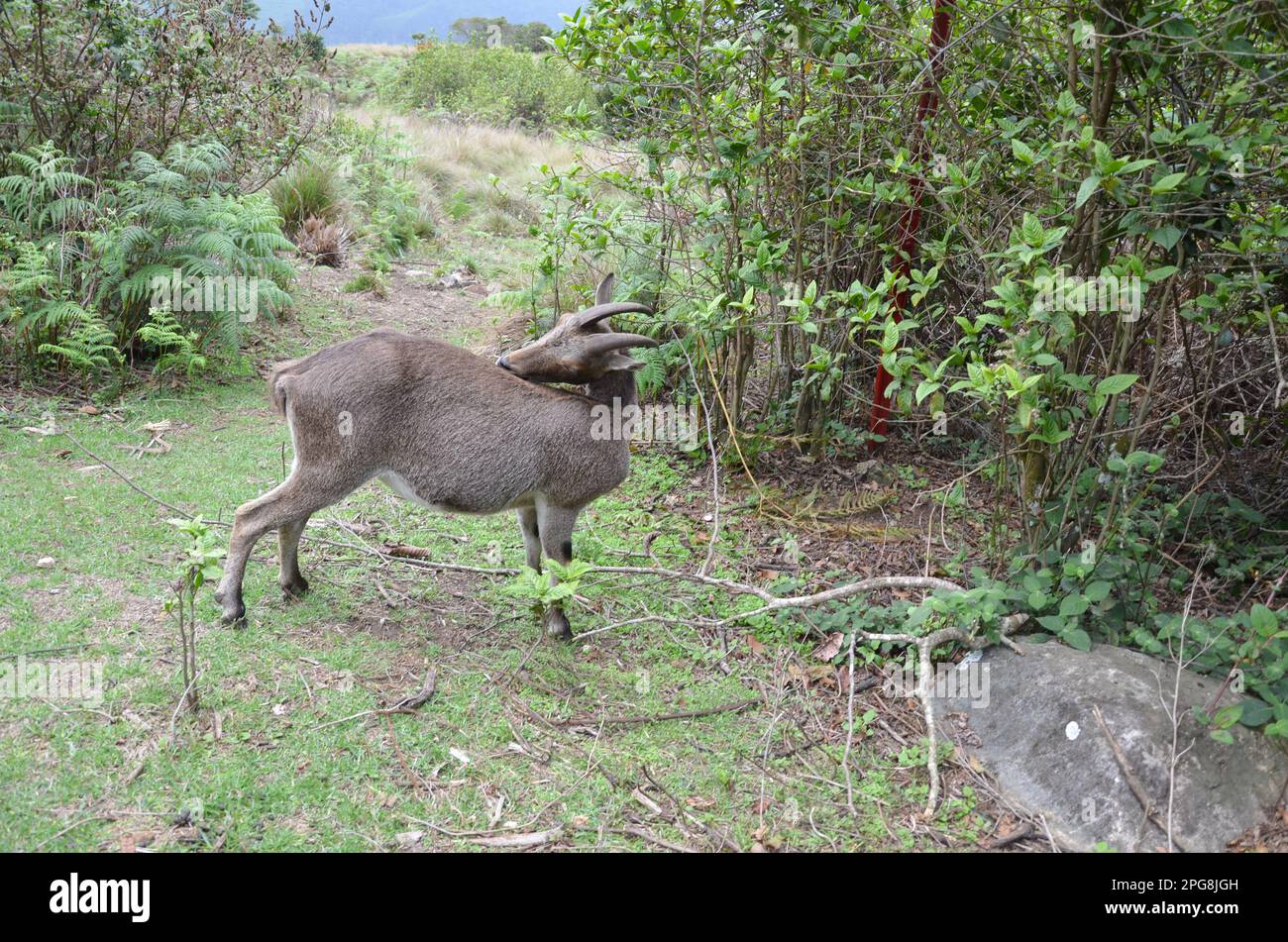 A nilgiri tahr hi-res stock photography and images - Alamy