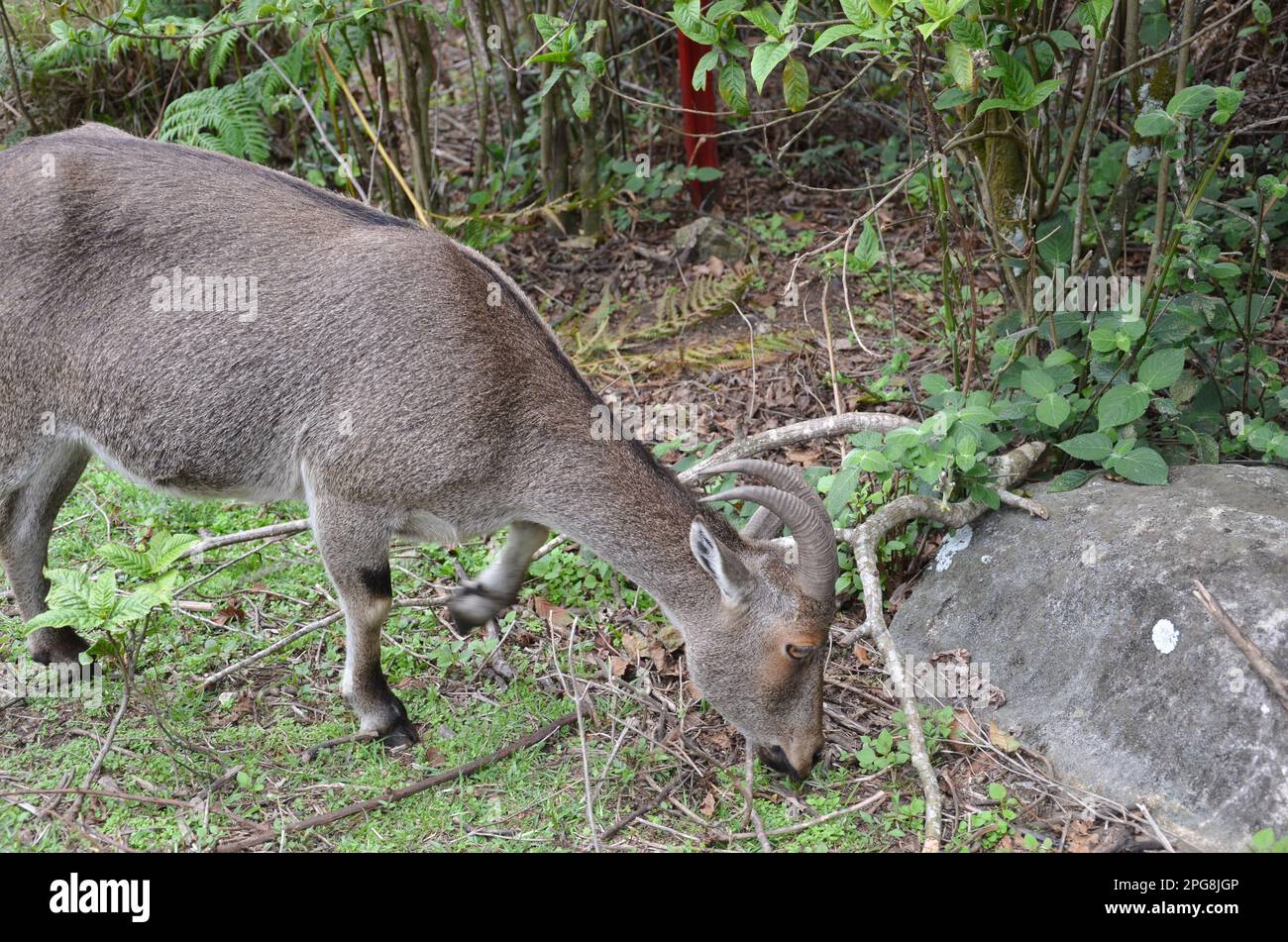 Nilgiri Tahr, a type of wild goat, a protected species found in the ...