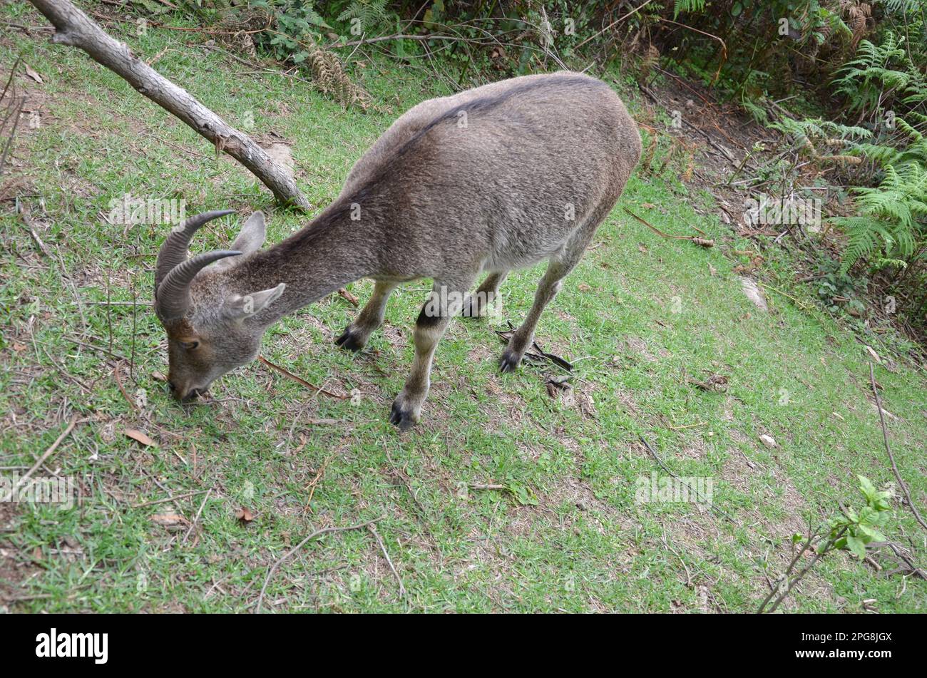 Nilgiri Tahr, a type of wild goat, a protected species found in the ...