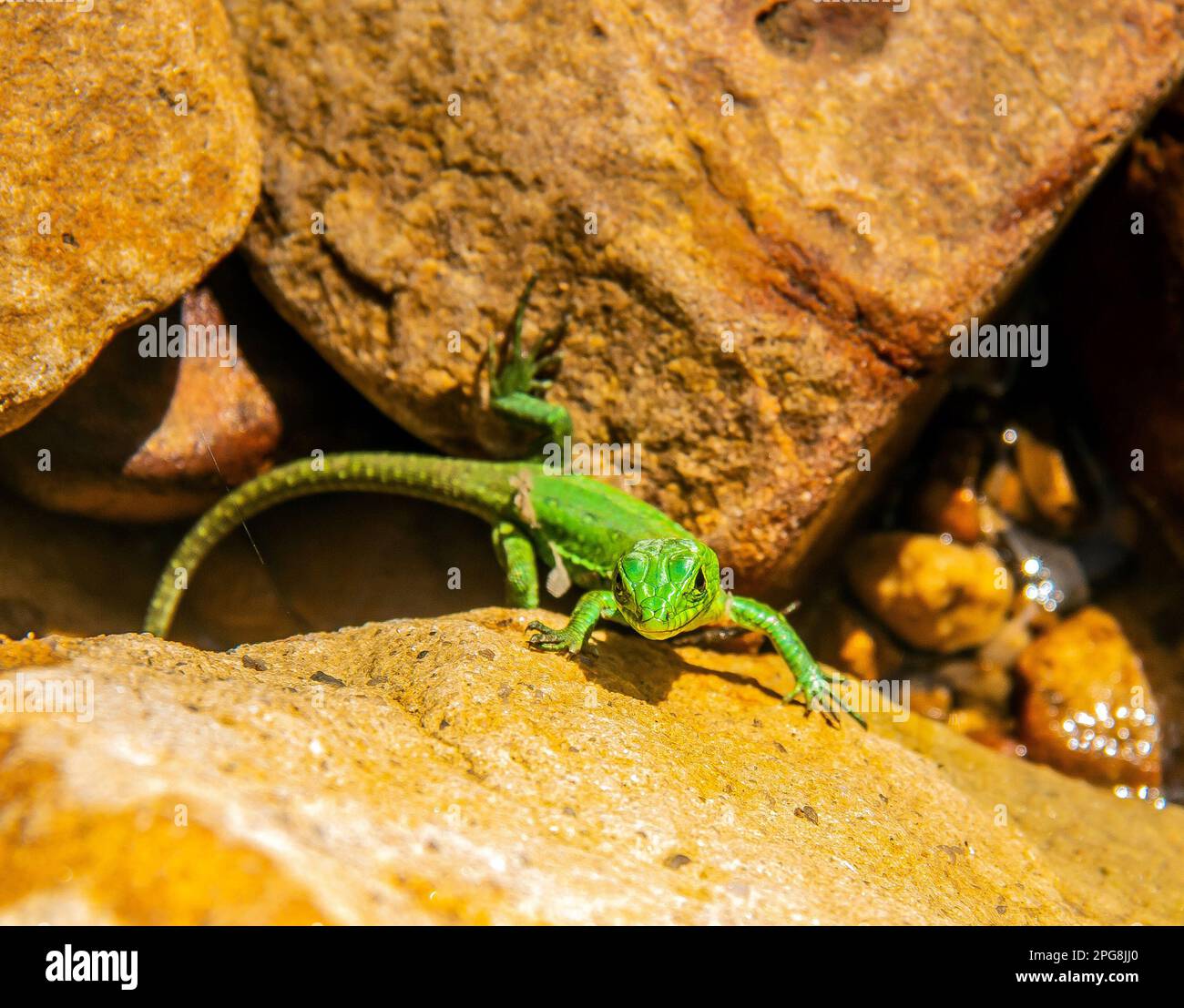 Mediterranean lizards hi-res stock photography and images - Alamy