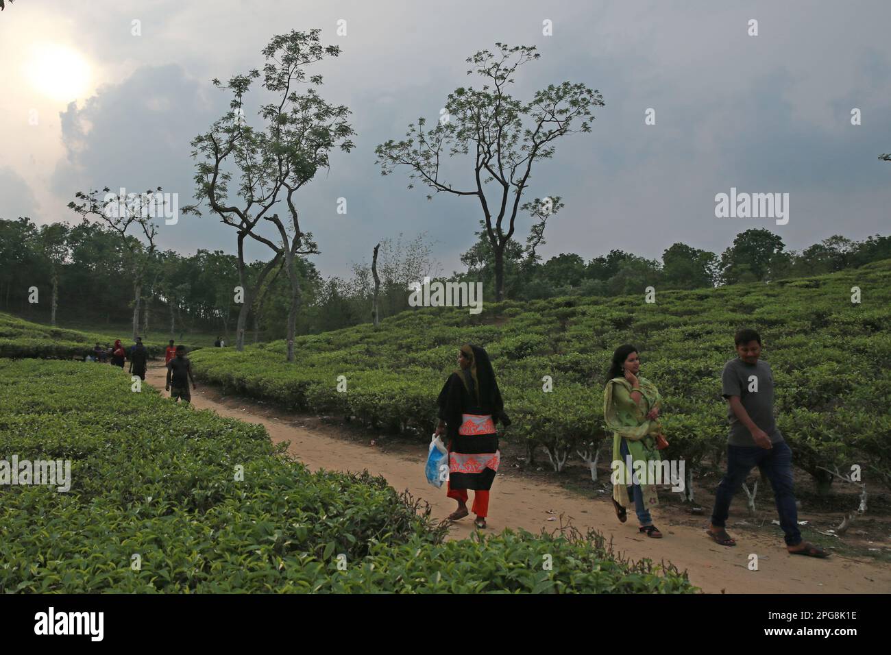 Malnicherra tea estate hi-res stock photography and images - Alamy