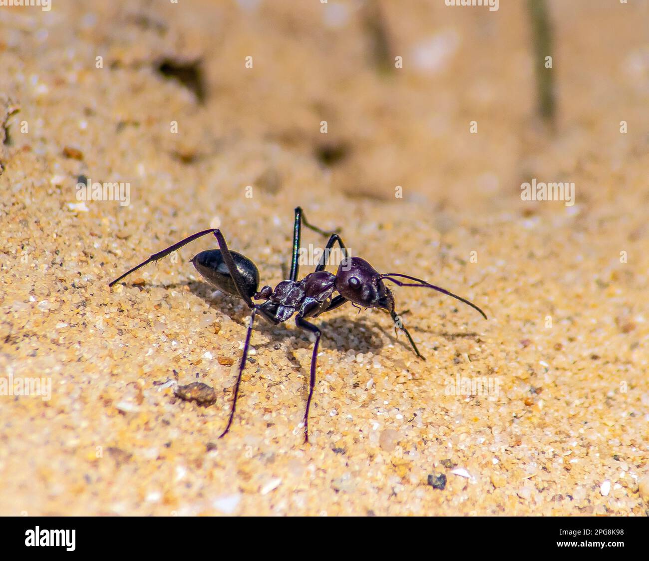 Cataglyphis sahara desert hi-res stock photography and images - Alamy