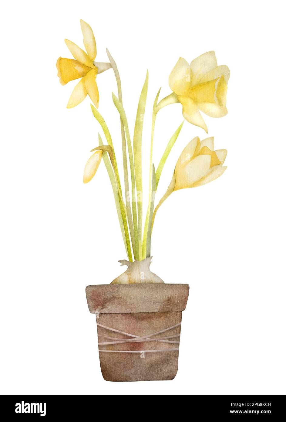 Spring flowers watercolor paintings Stock Photo - Alamy