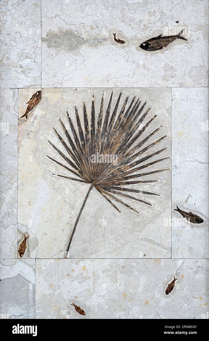 Paleontological excavation hi-res stock photography and images - Alamy