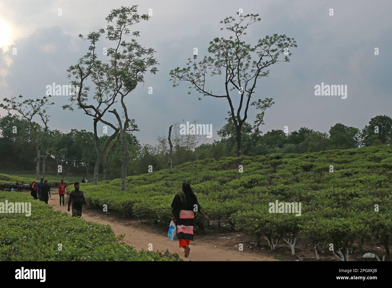 Malnicherra Tea Estate (also known as Malnichhera Tea Garden) is a tea ...