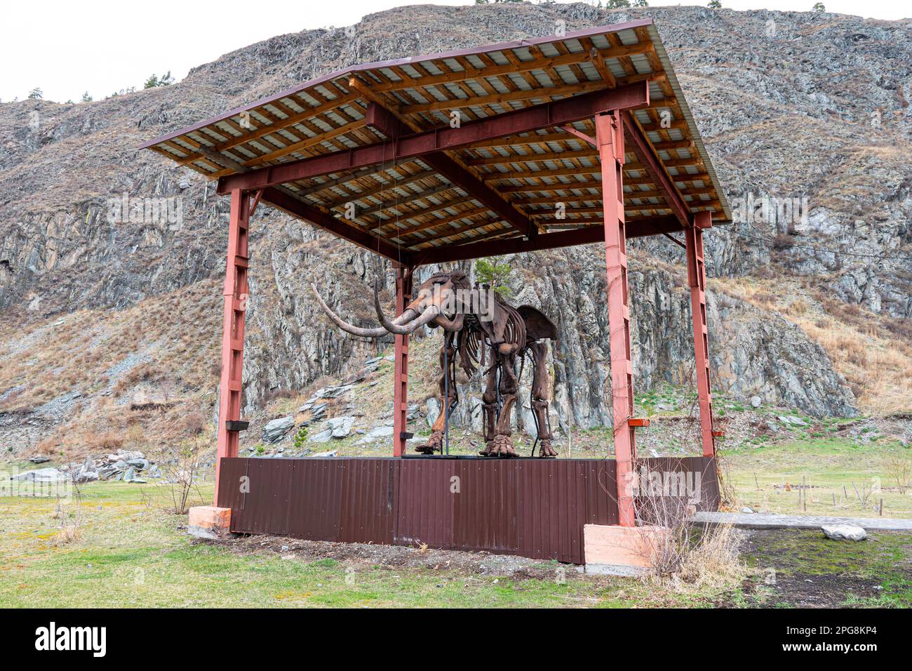 an ancient skeleton of a prehistoric animal stands against the ...