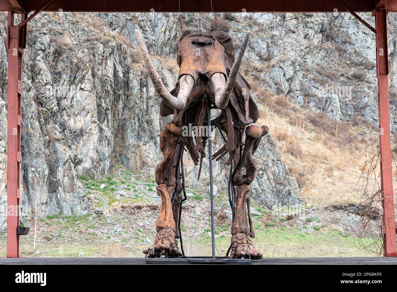 an ancient skeleton of a prehistoric animal stands against the ...