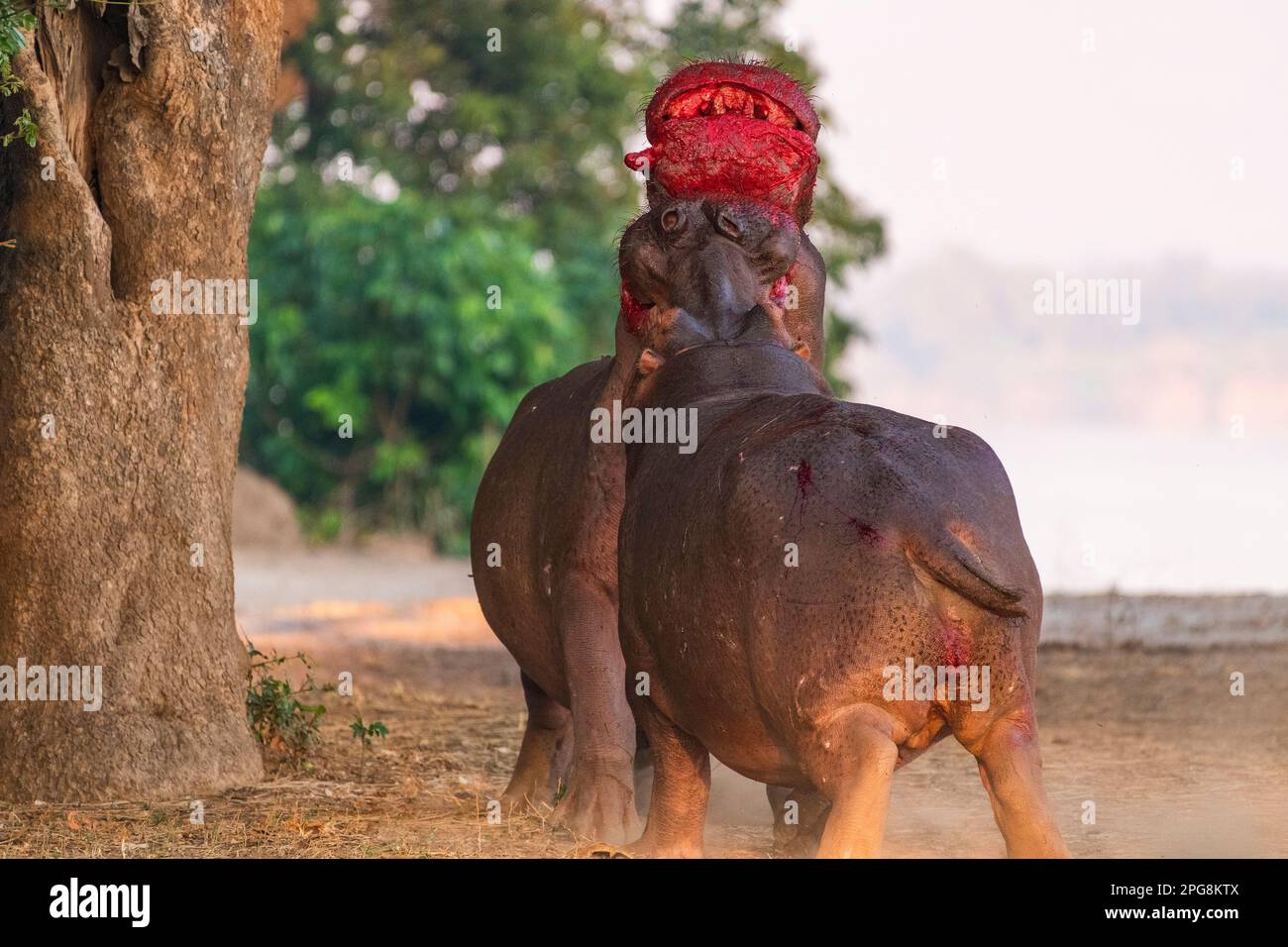 Hippopotamus amphibius blood hi-res stock photography and images - Alamy