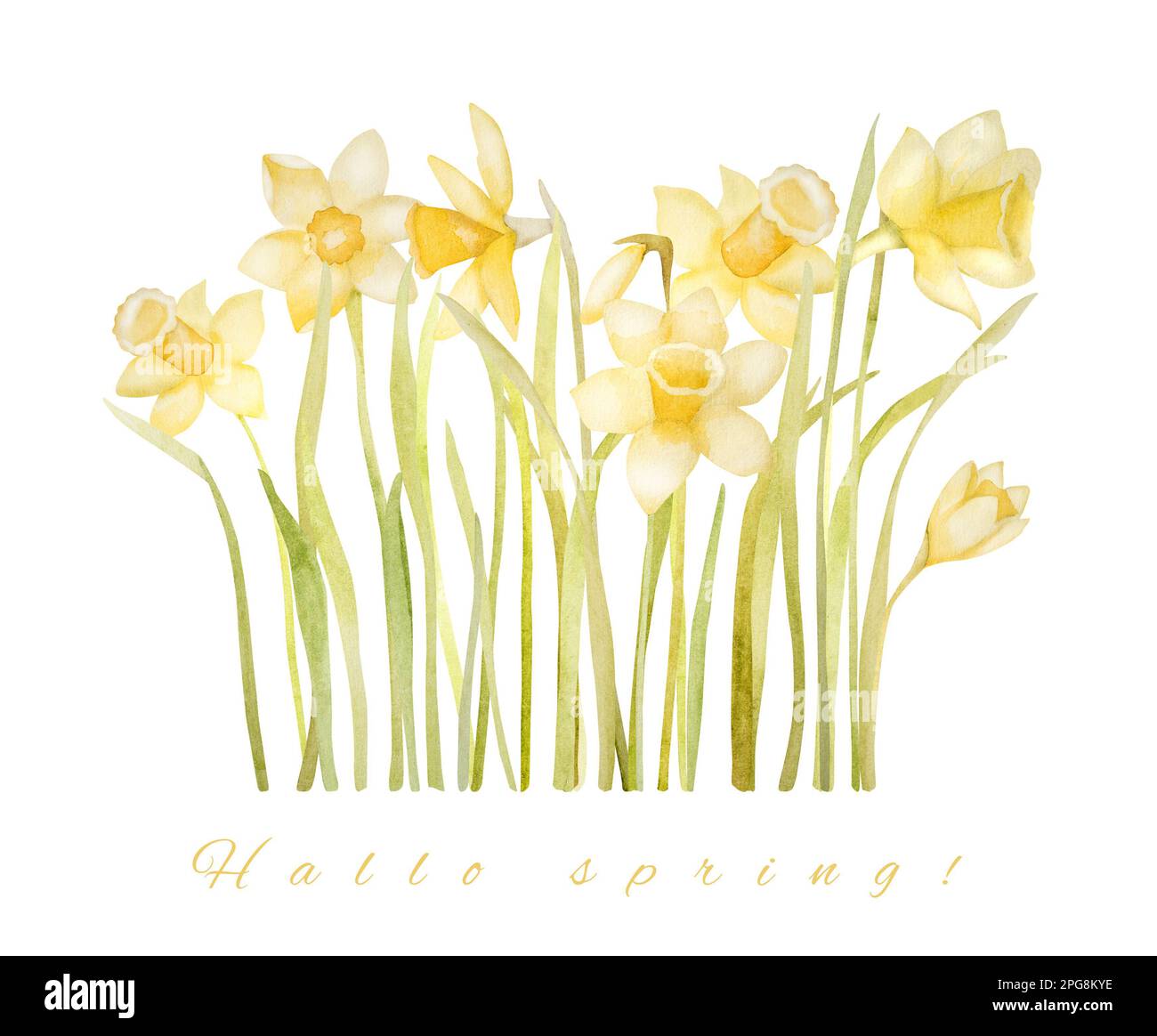 Spring flowers watercolor paintings Stock Photo - Alamy