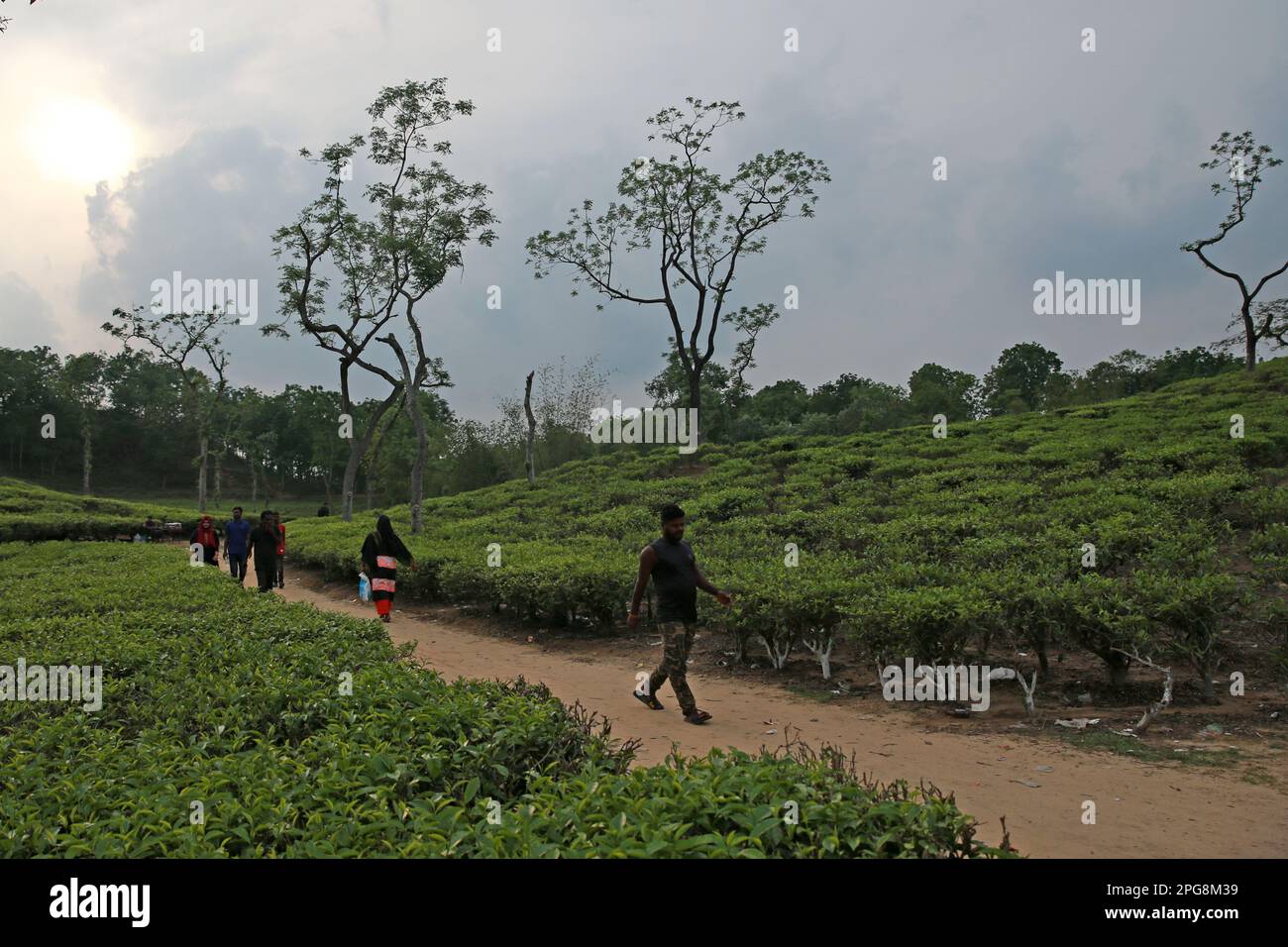 Malnicherra Tea Estate (also known as Malnichhera Tea Garden) is a tea ...