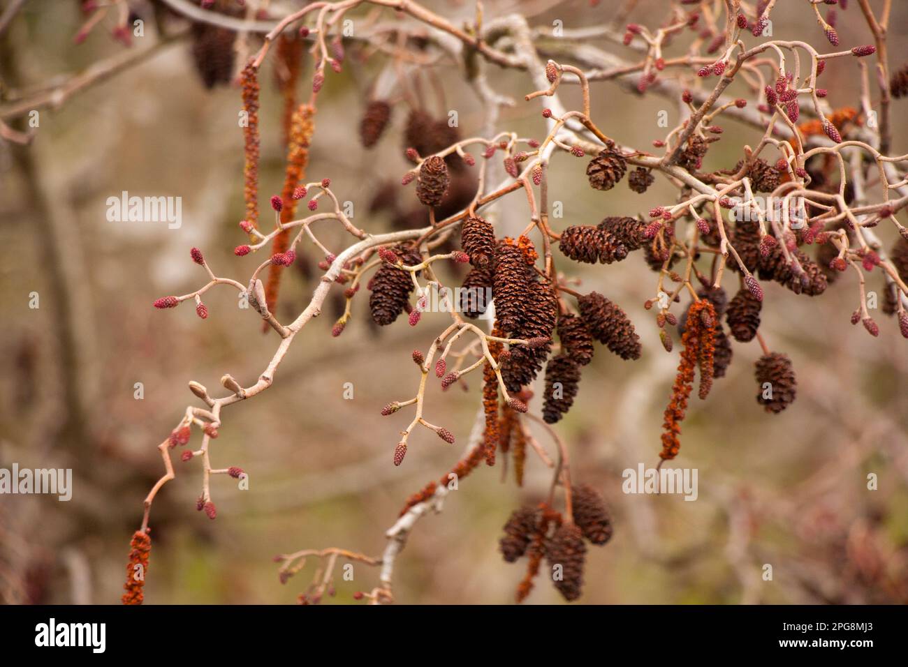 Common Alder tree Stock Photo - Alamy
