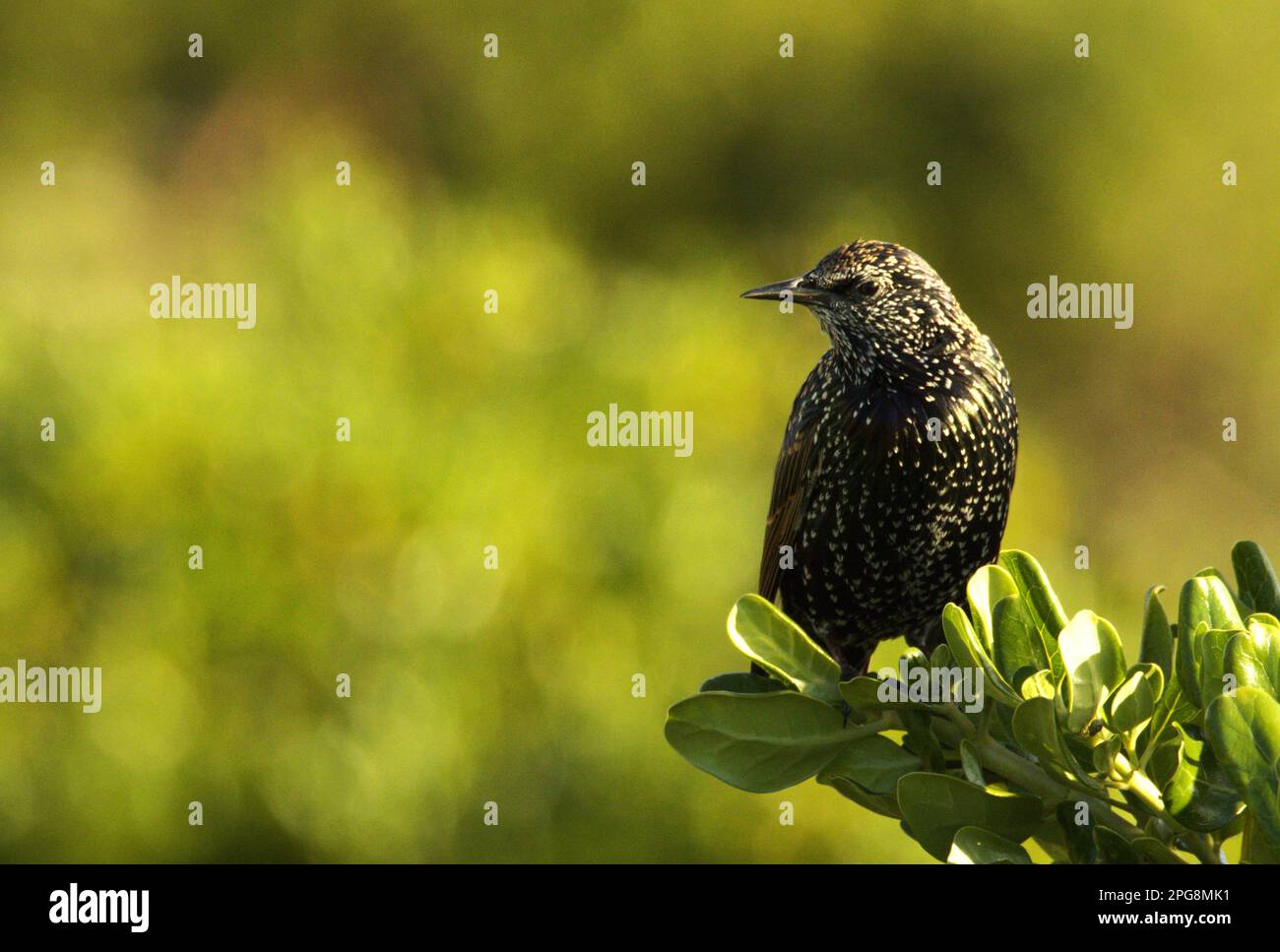 Common Starling in the golden light Stock Photo - Alamy