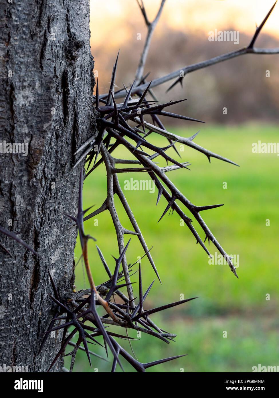 selective focus of honey locust (Gleditsia triacanthos) thorns on its ...
