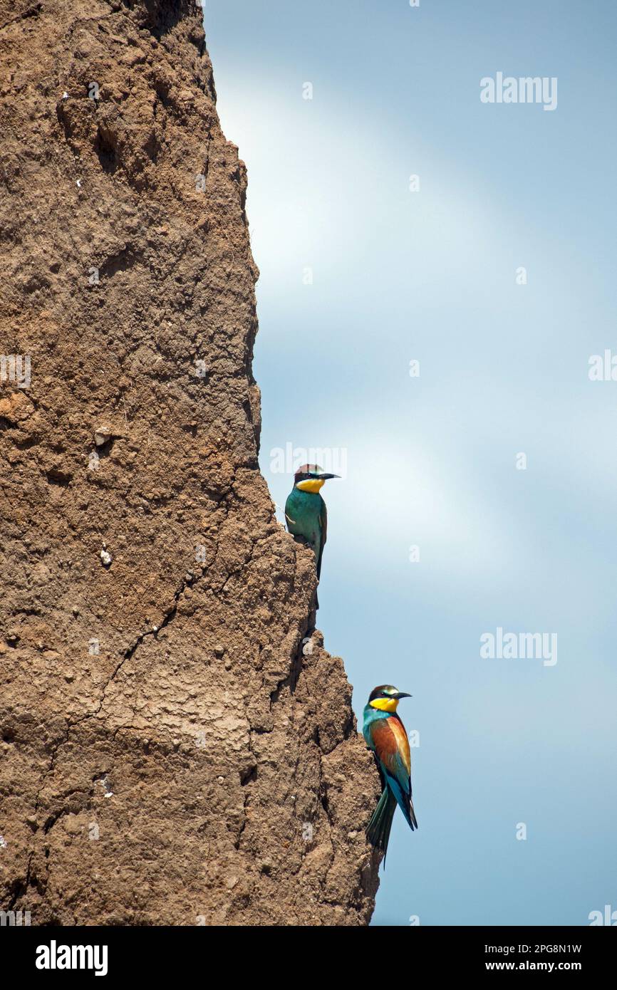 gruccioni, piana del sele, eboli, salerno, campania Stock Photo - Alamy