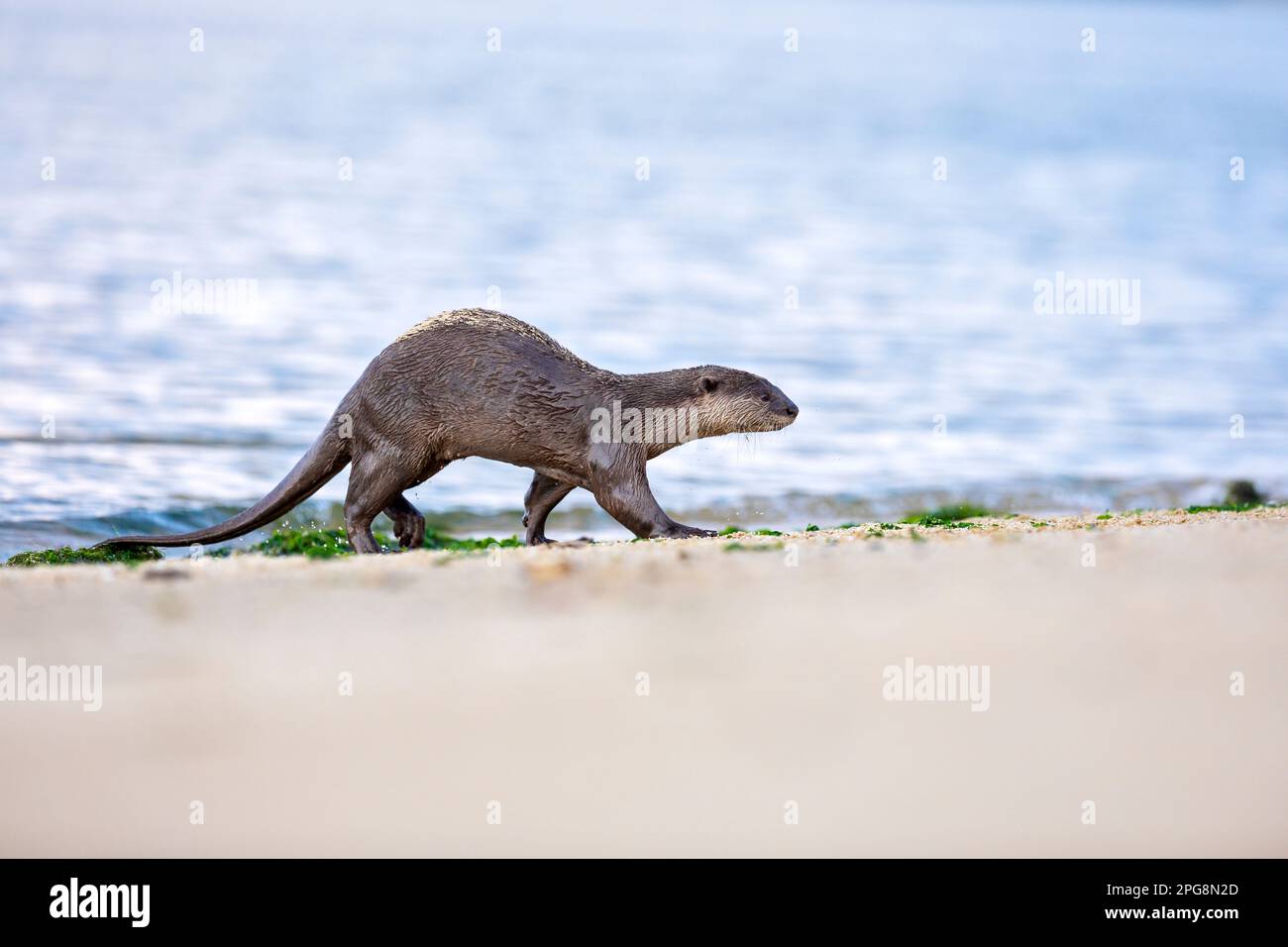 A wet smooth-coated otter runs onto a beach after fishing in the sea ...