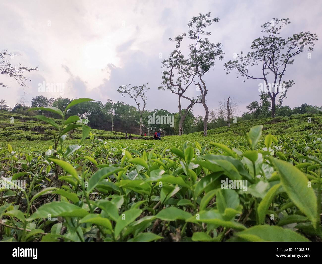 Malnicherra Tea Estate (also known as Malnichhera Tea Garden) is a tea ...