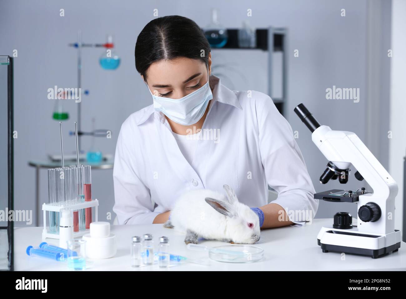 Scientist working with rabbit in chemical laboratory. Animal testing ...