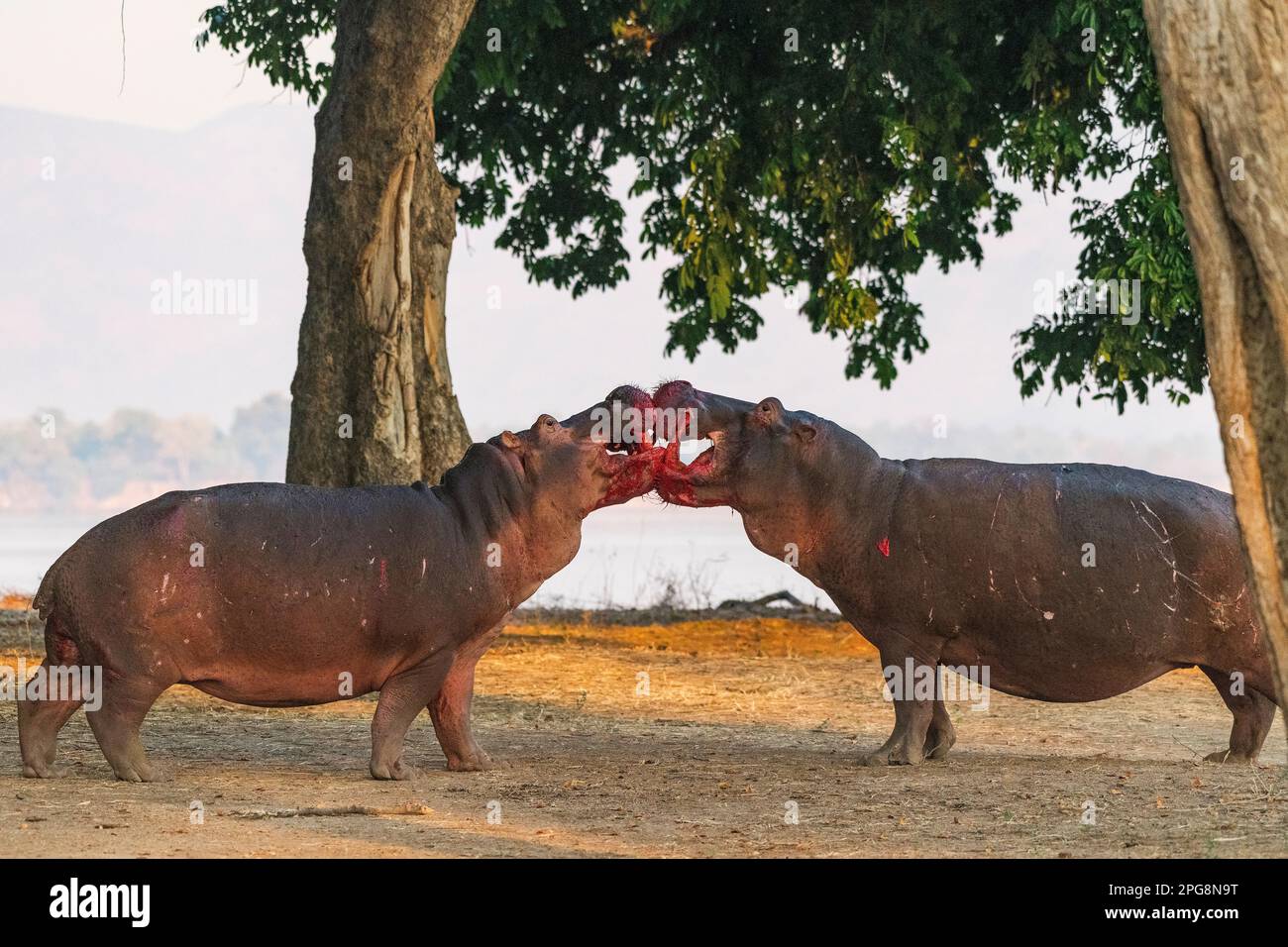 Two large bull Hippopotamus, Hippopotamus amphibius, fight on land in ...