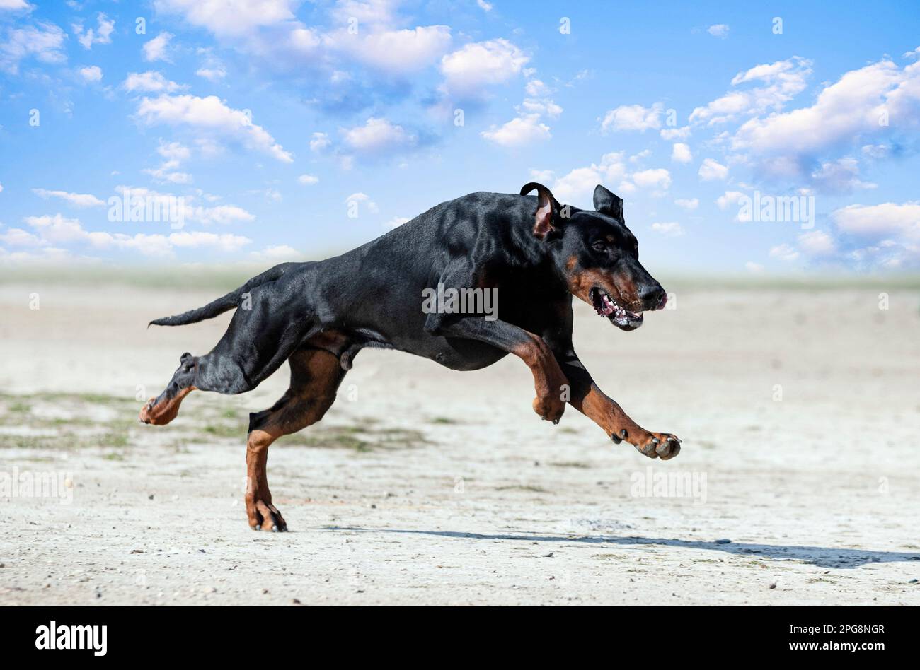 young dobermann pinscher training for protection in the nature Stock ...