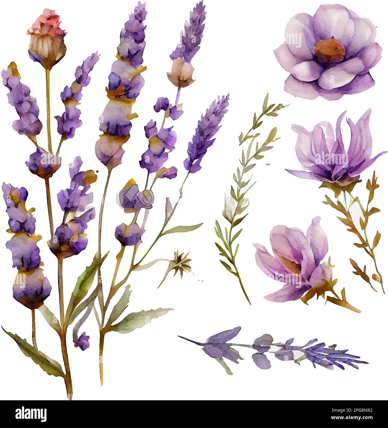 set vector illustation of watercolor provance lavender isolate on white ...