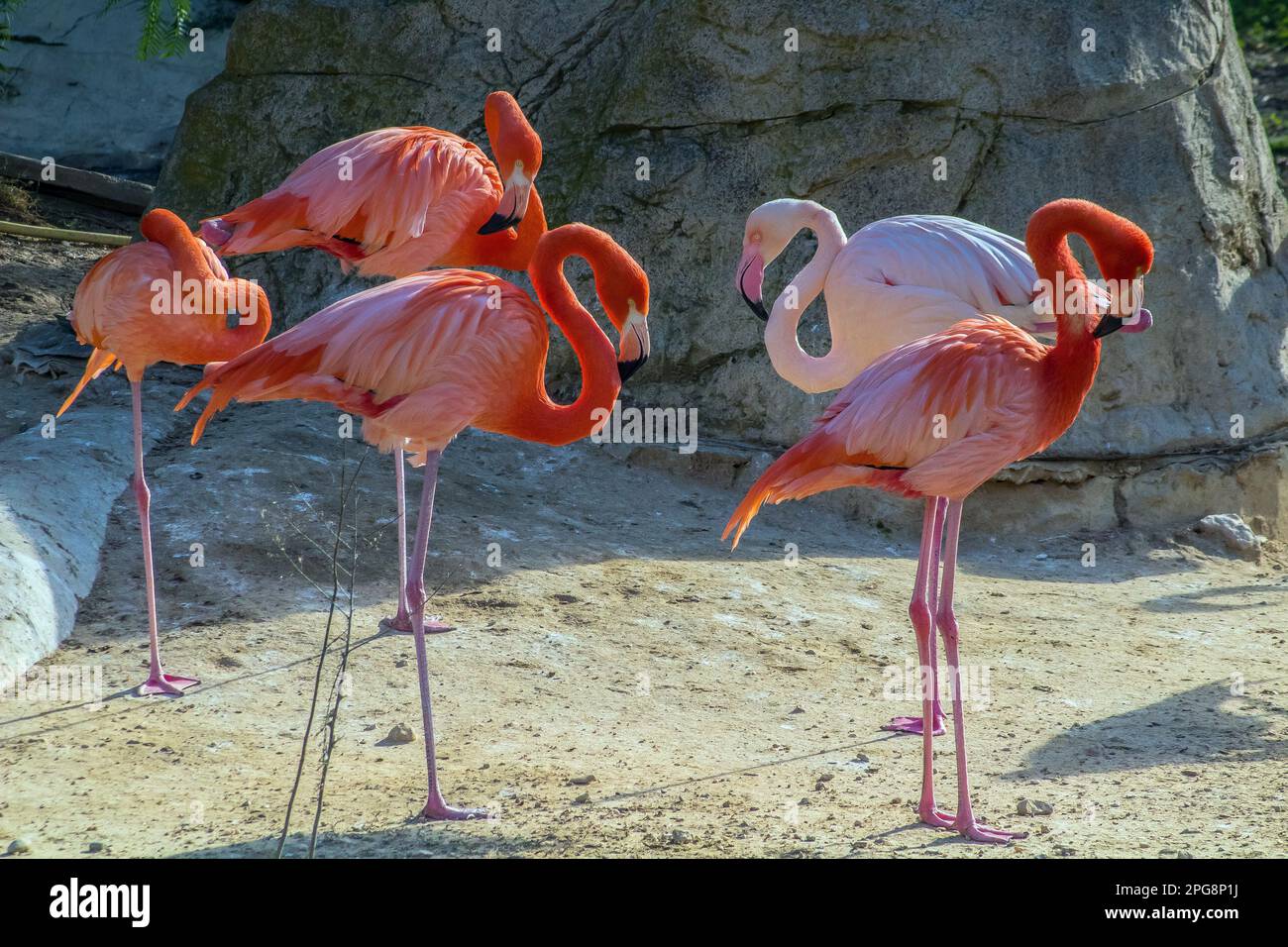 Caribbean Flamingo, Bird in the Wild Stock Photo - Alamy
