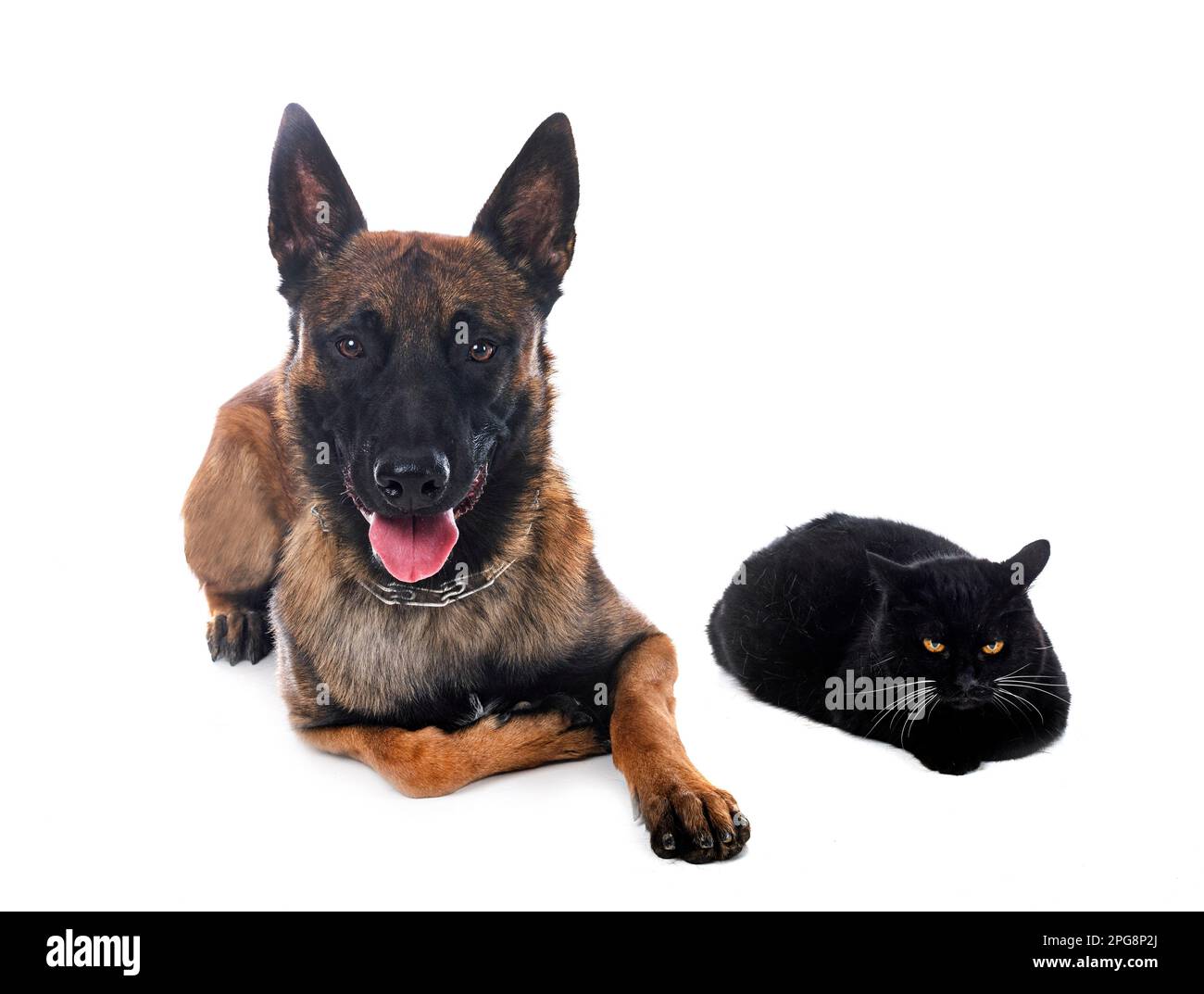 belgian shepherd and cat in front of white background Stock Photo - Alamy