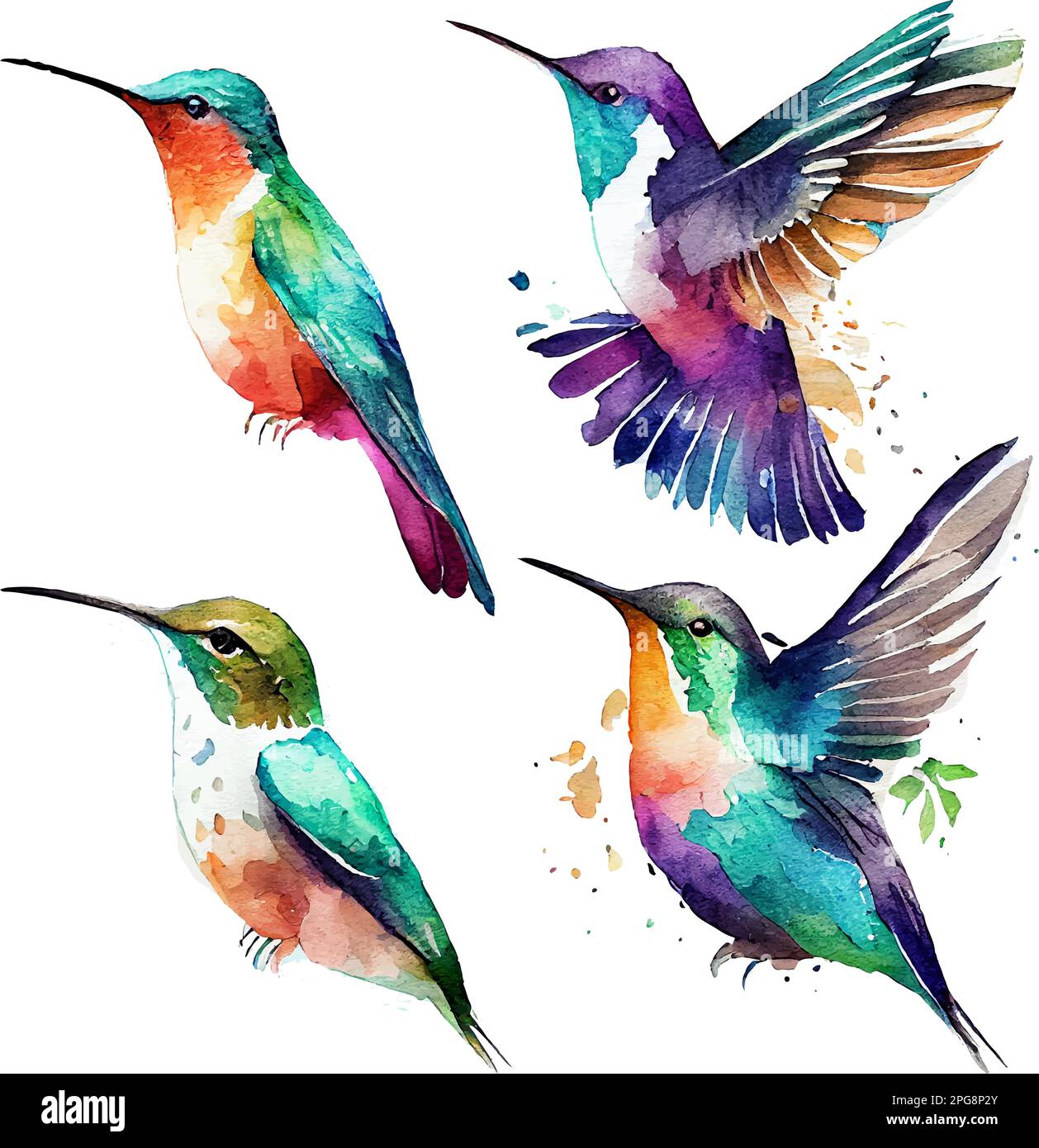 set vector illustration of paradise hummingbird bird isolated on a ...
