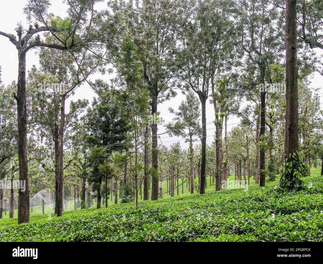 Lush green tea gardens at Ooty, India with silver oak trees Stock Photo ...