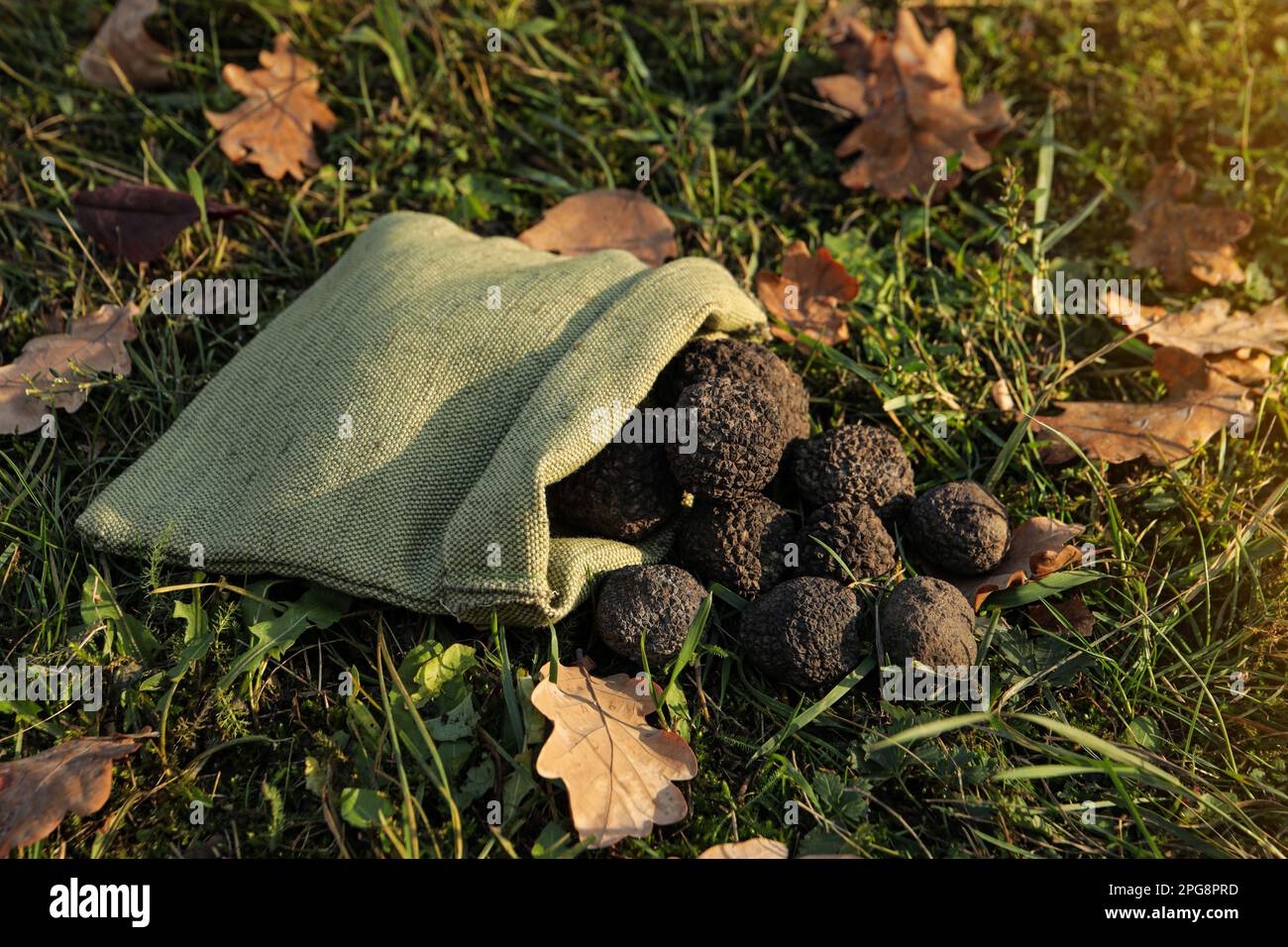 Truffles in forest hi-res stock photography and images - Alamy