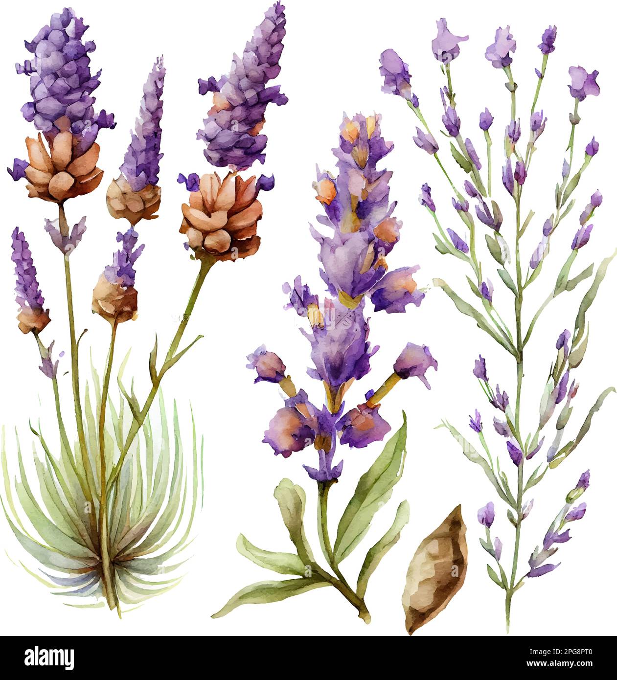set vector illustation of watercolor provance lavender isolate on white ...