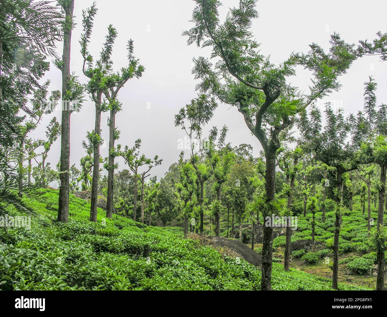 Lush green tea gardens at Ooty, India with silver oak trees Stock Photo ...