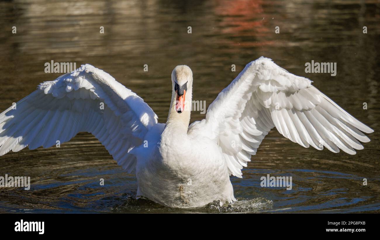 A majestic swan is pictured in a tranquil pond, with its wings ...
