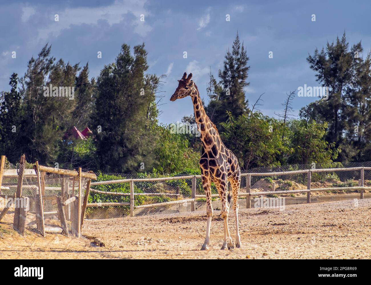 Graceful Giraffe. A Majestic Animal in the Wild Stock Photo - Alamy