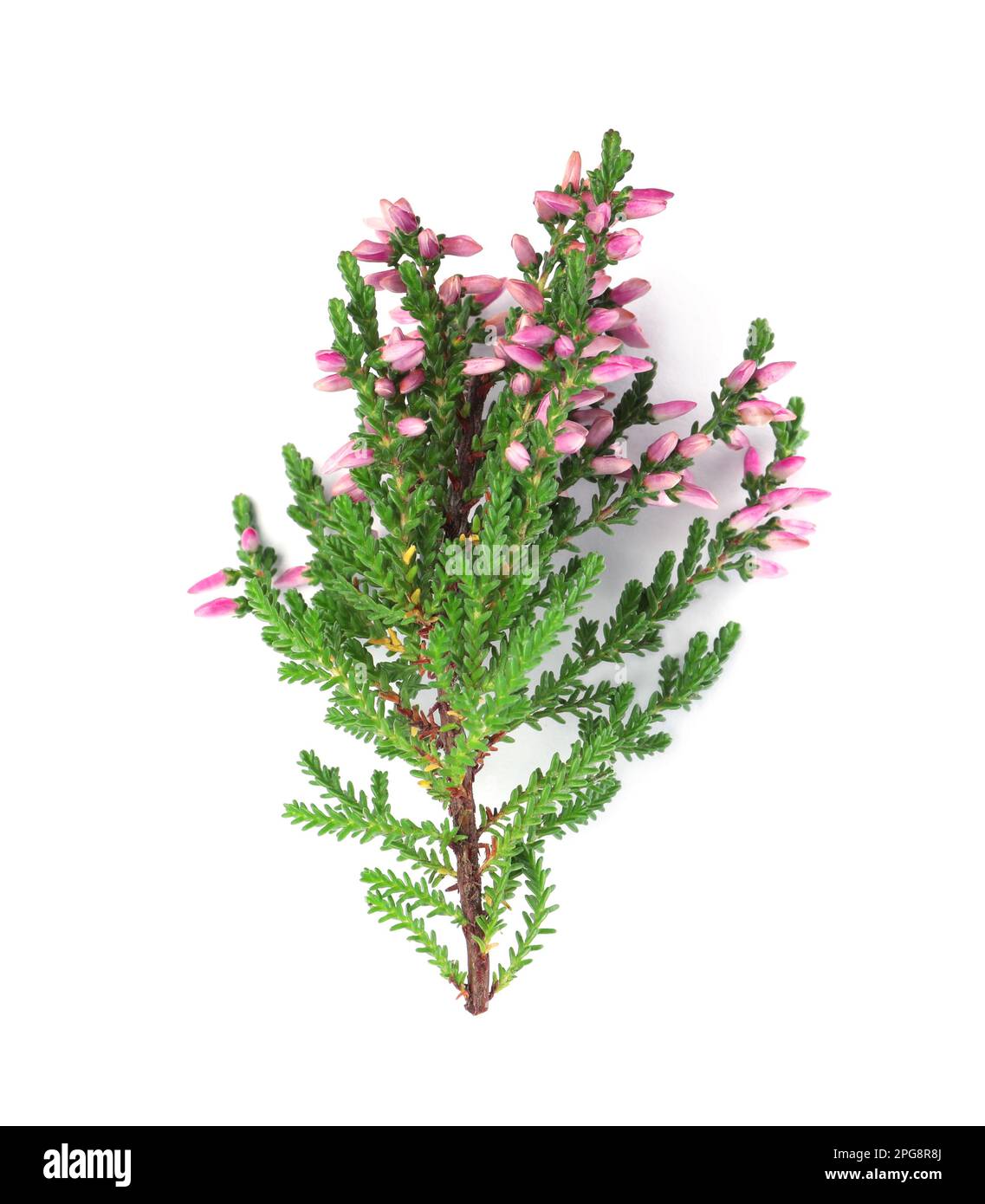 Branch of heather with beautiful flowers isolated on white Stock Photo ...