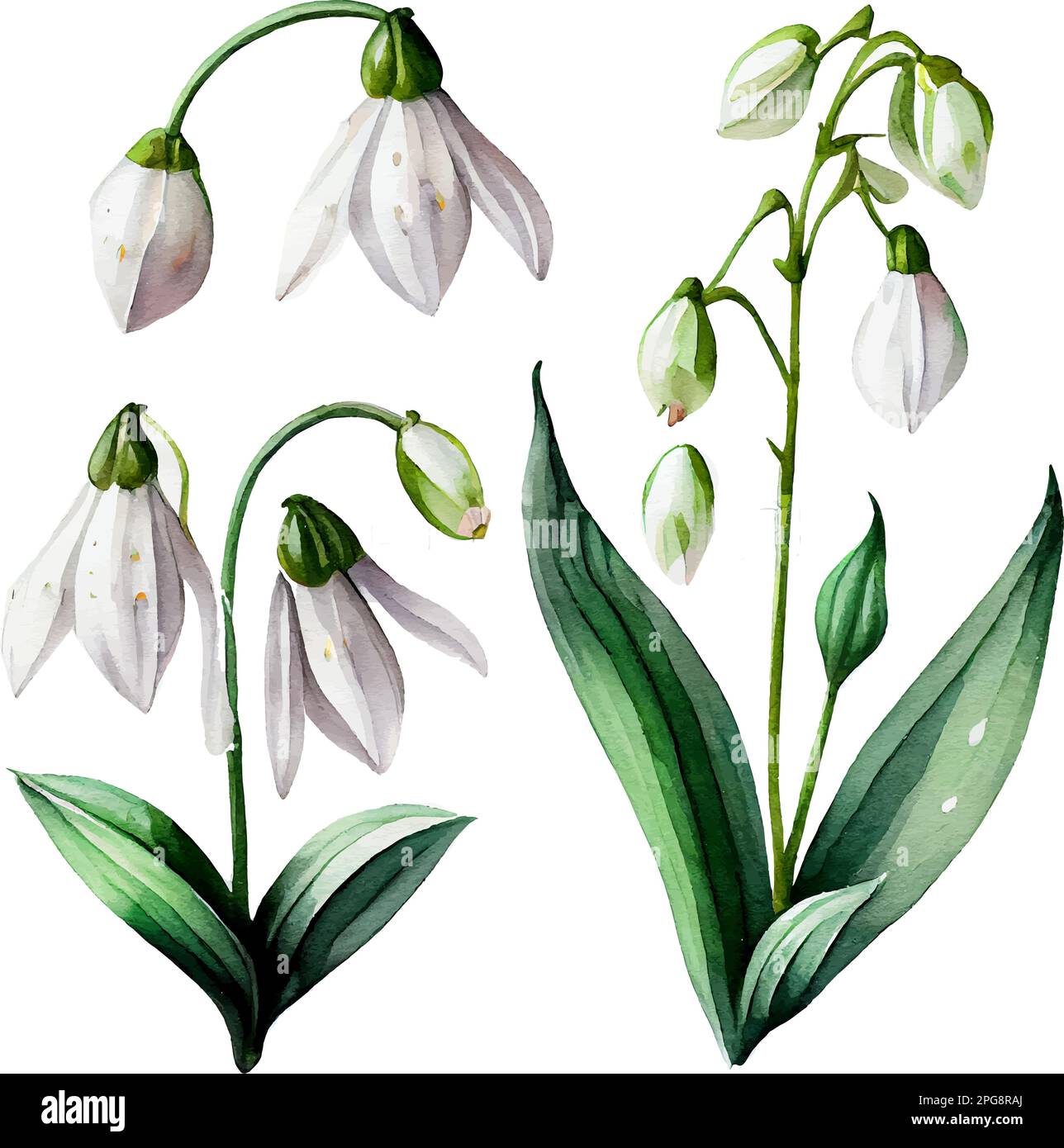 set vector illustration of spring flower isolate on white background ...