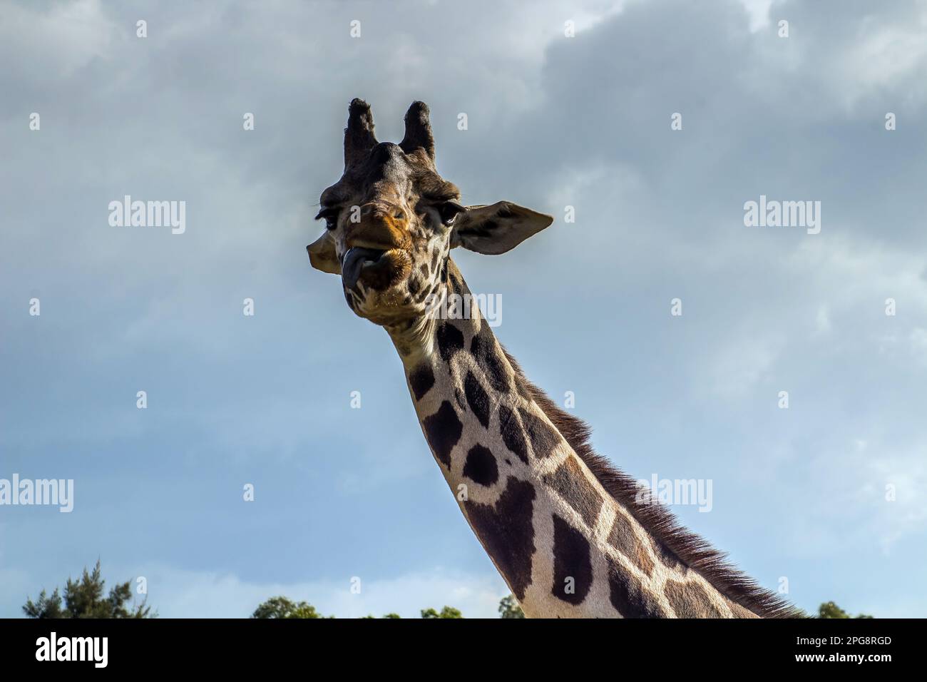 Giraffe adaptations hi-res stock photography and images - Alamy