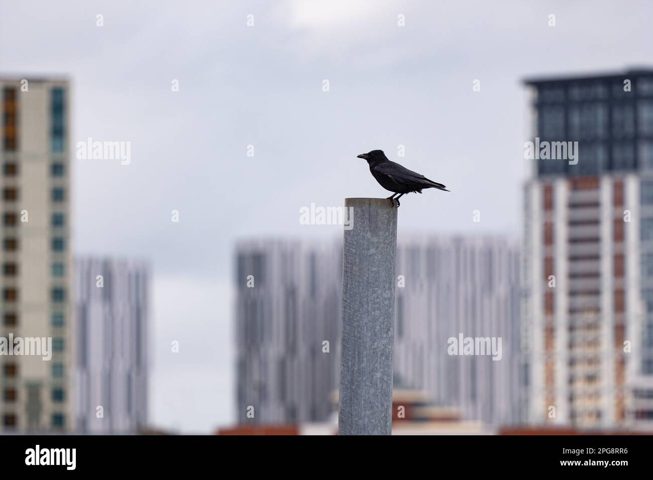 A crow perched on a ventilation pipe on Pomona Island Old Trafford ...