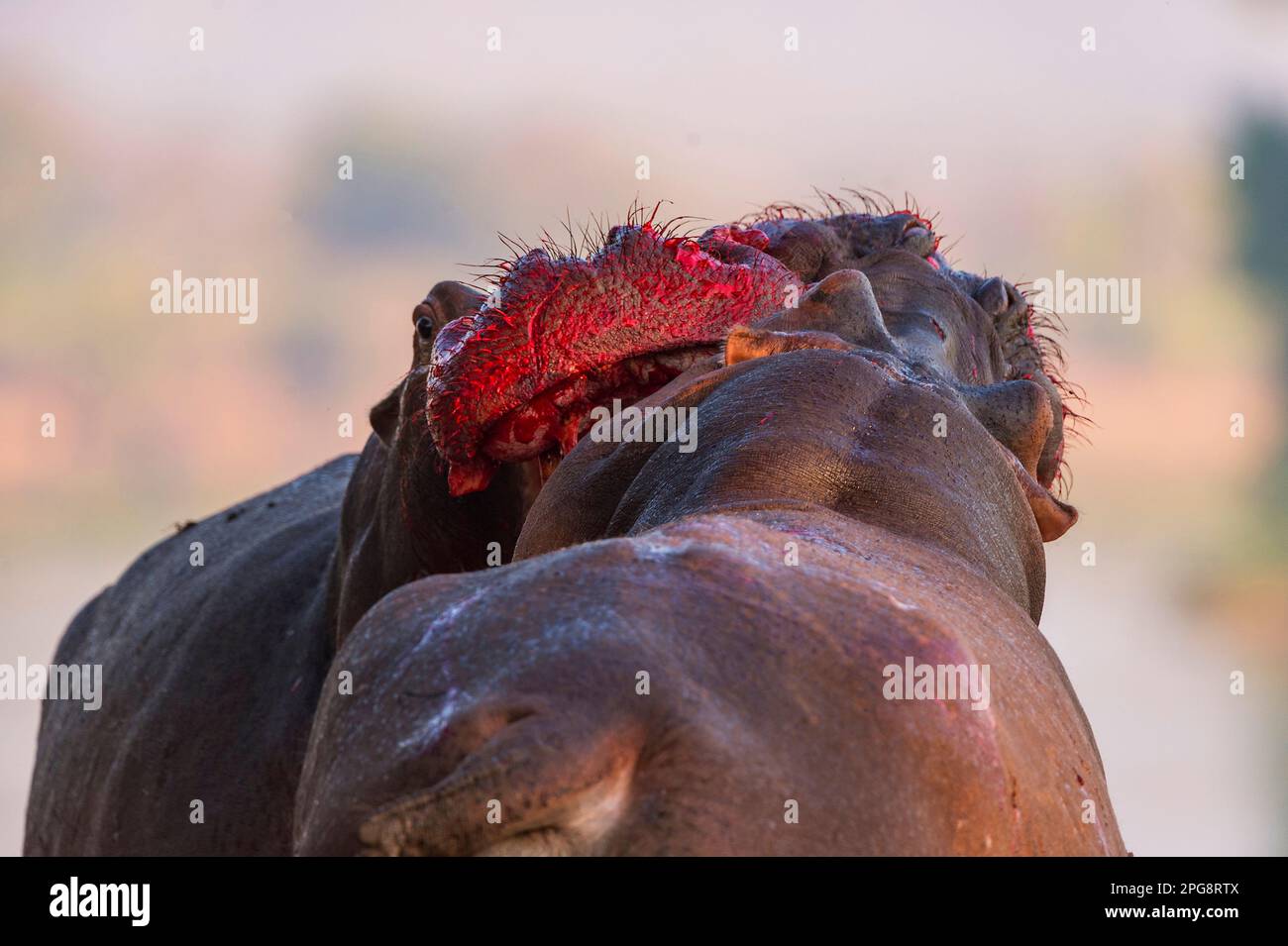 Two large bull Hippopotamus, Hippopotamus amphibius, fight on land in ...
