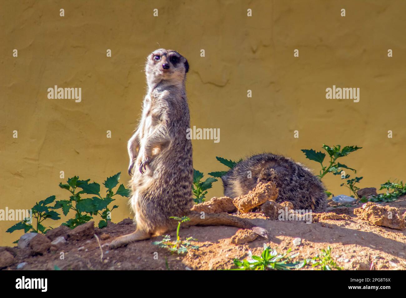 Meerkat, Cute Small Mammal in the Wild Stock Photo - Alamy