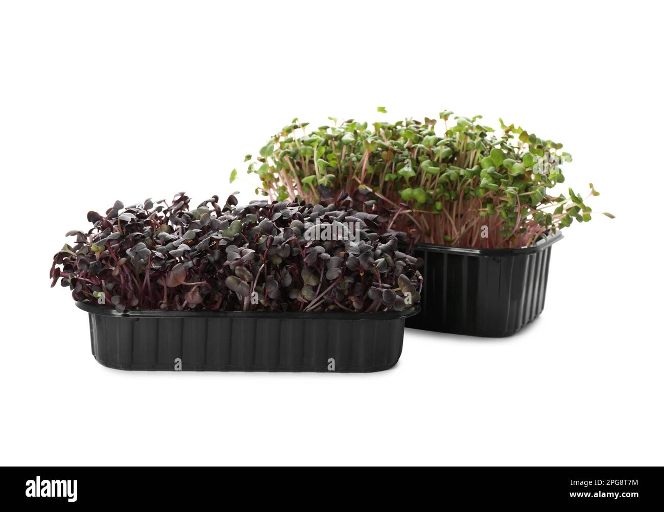 Fresh radish microgreens in plastic containers on white background ...