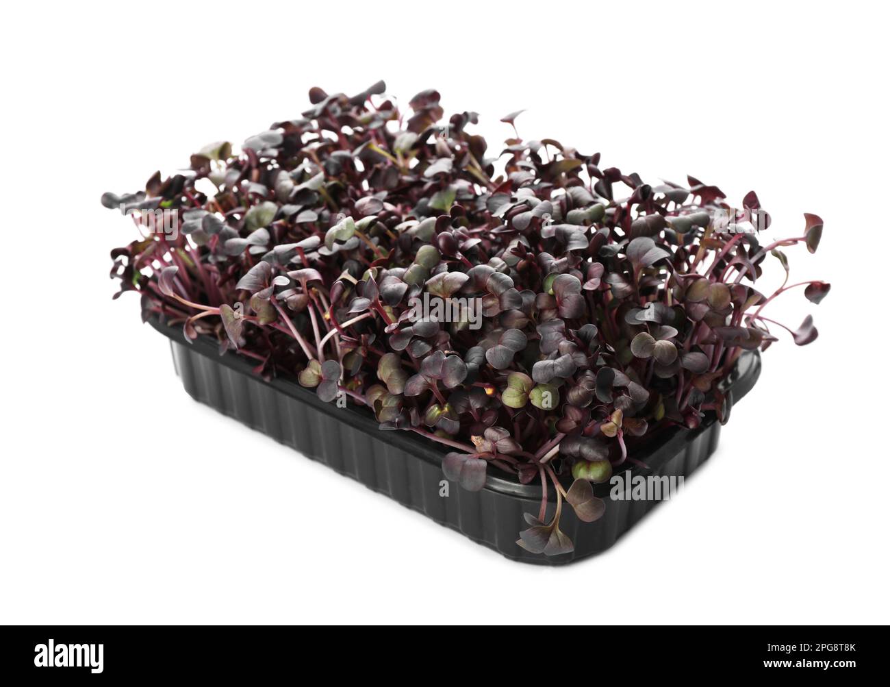 Fresh radish microgreens in plastic container isolated on white Stock ...