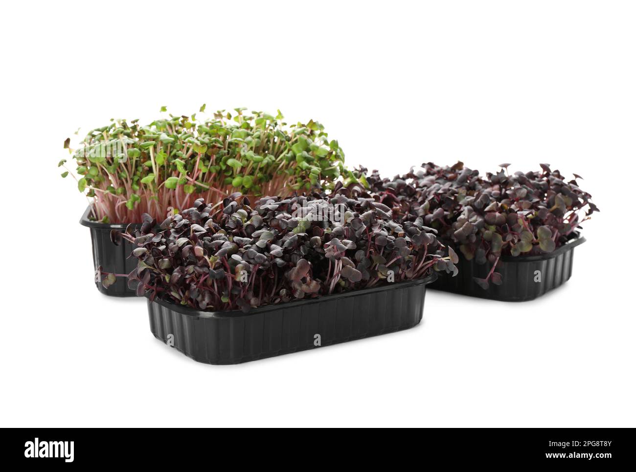 Fresh radish microgreens in plastic containers on white background ...